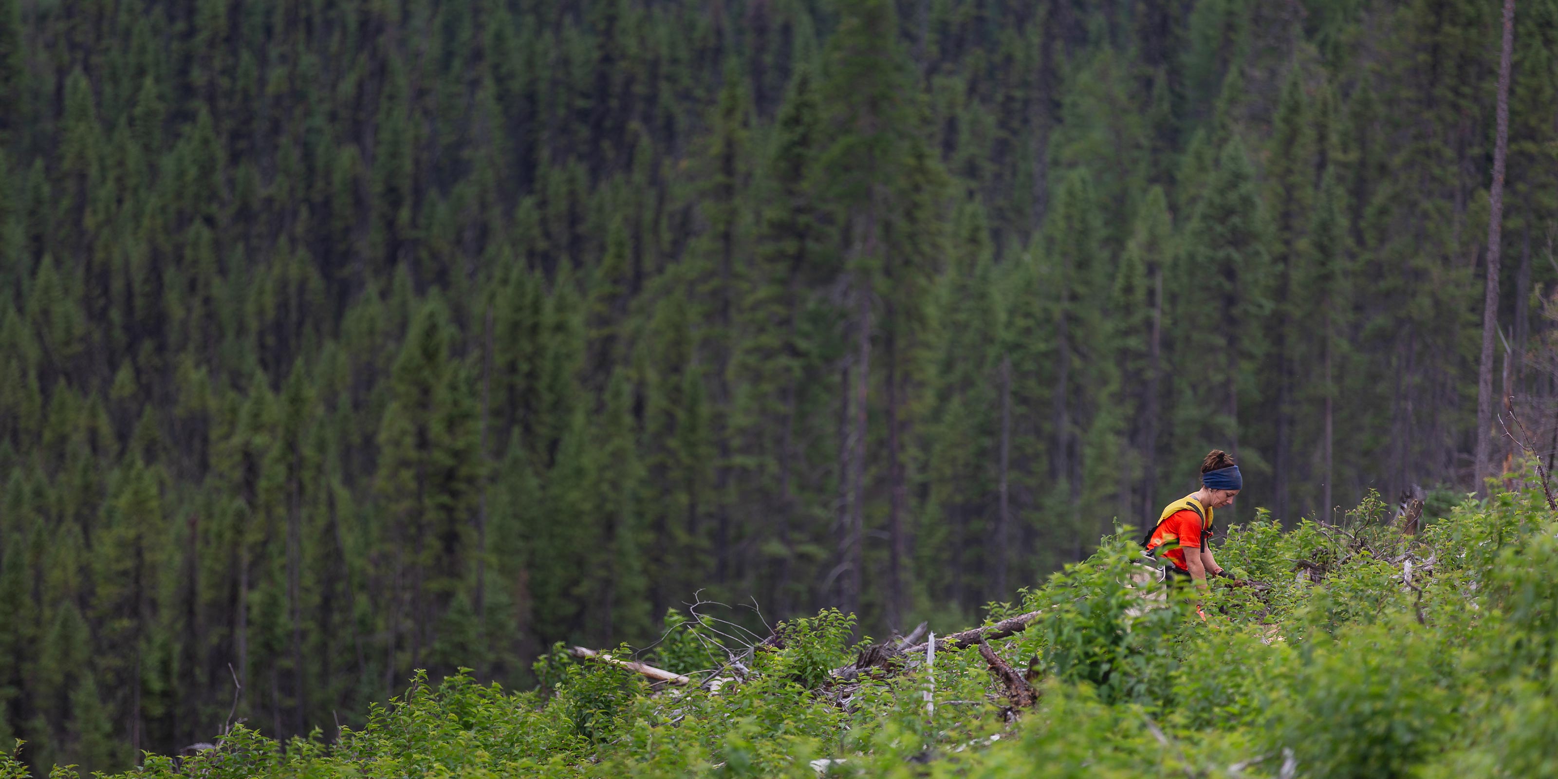 One Tree Planted Campaign to support global reforestation – Harrison Retail